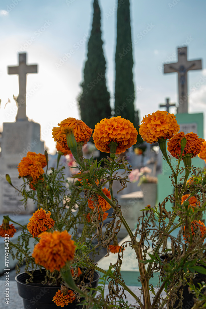 ภาพถ่าย Stock cempasúchil, flor de cempasúchil, campo de cempasúchil ...