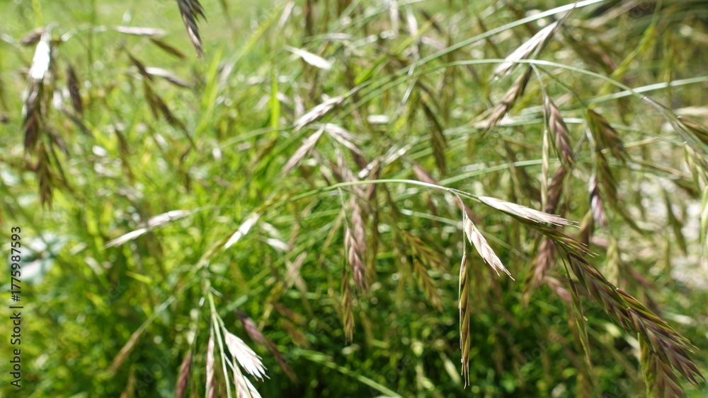 Bromus riparius is a species of grass in the family Poaceae. Its native ...