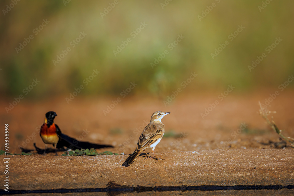 Long-billed Pipit and Eastern Paradise Whydah standing on the ground in ...