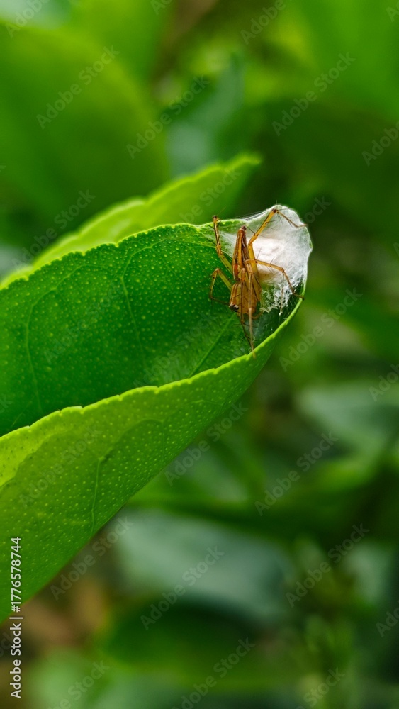 A macro shot captures a brown spider guarding its white egg sac on a ...