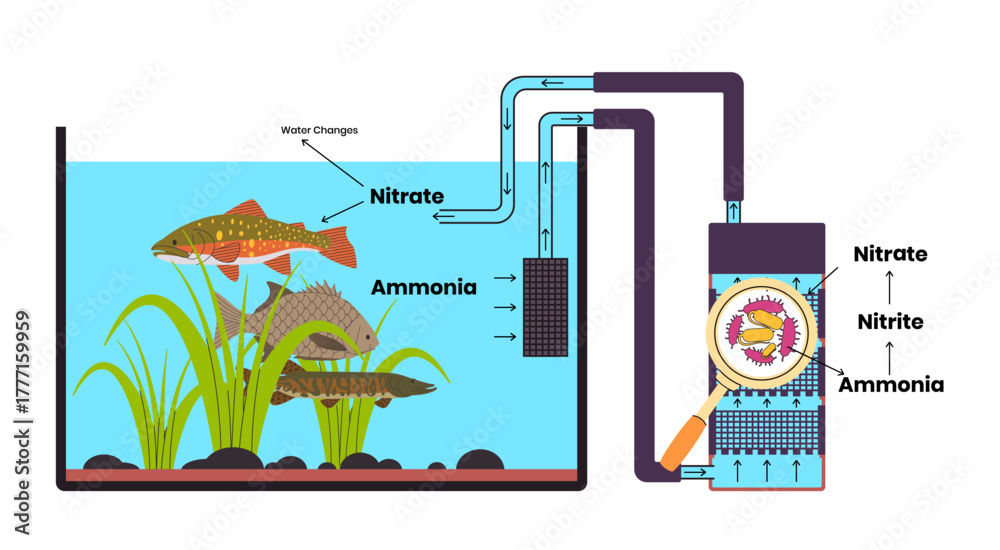 Image vectorielle Stock Biological diagram nitrogen cycle fish aquarium ...