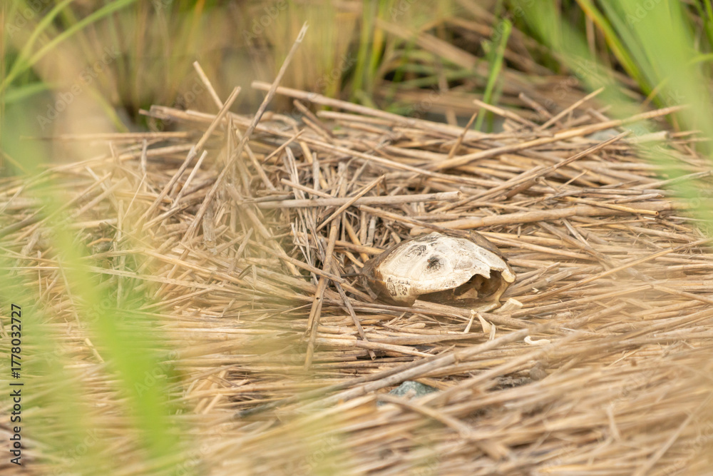 only a skeleton shell remains of a dead turtle that fell victim of ...