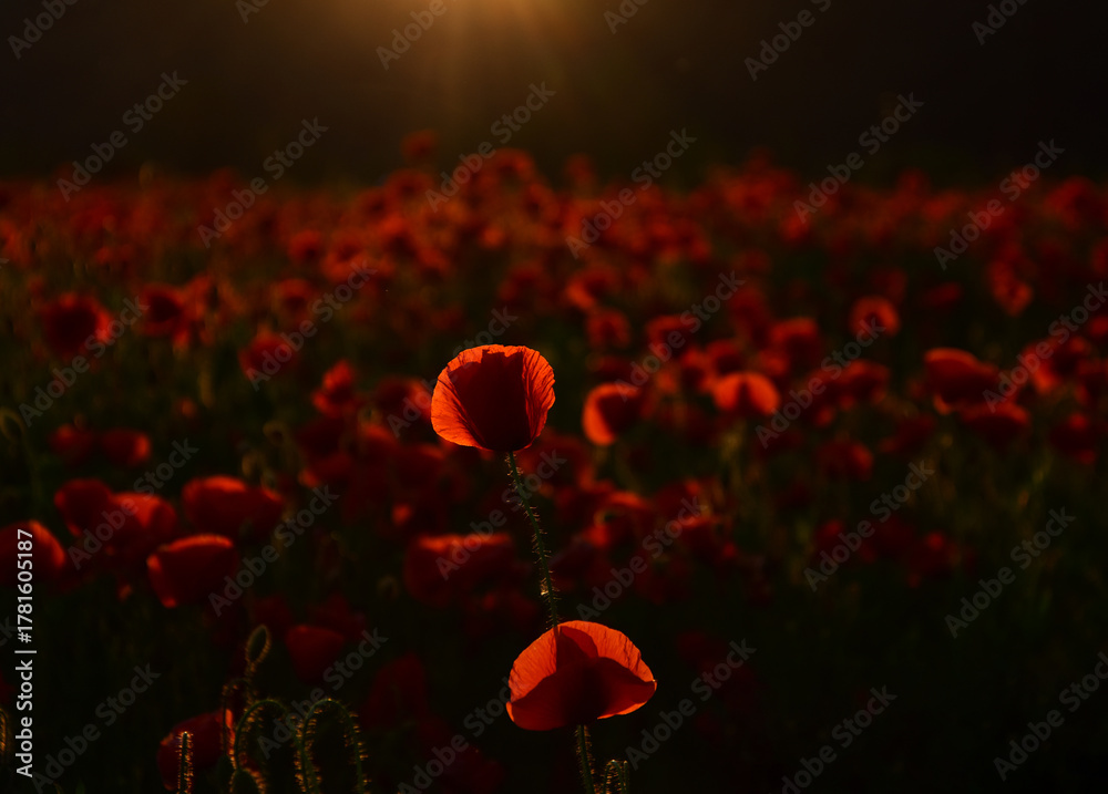 Dramatic Poppy flowers field. Anzac background. Poppy field ...