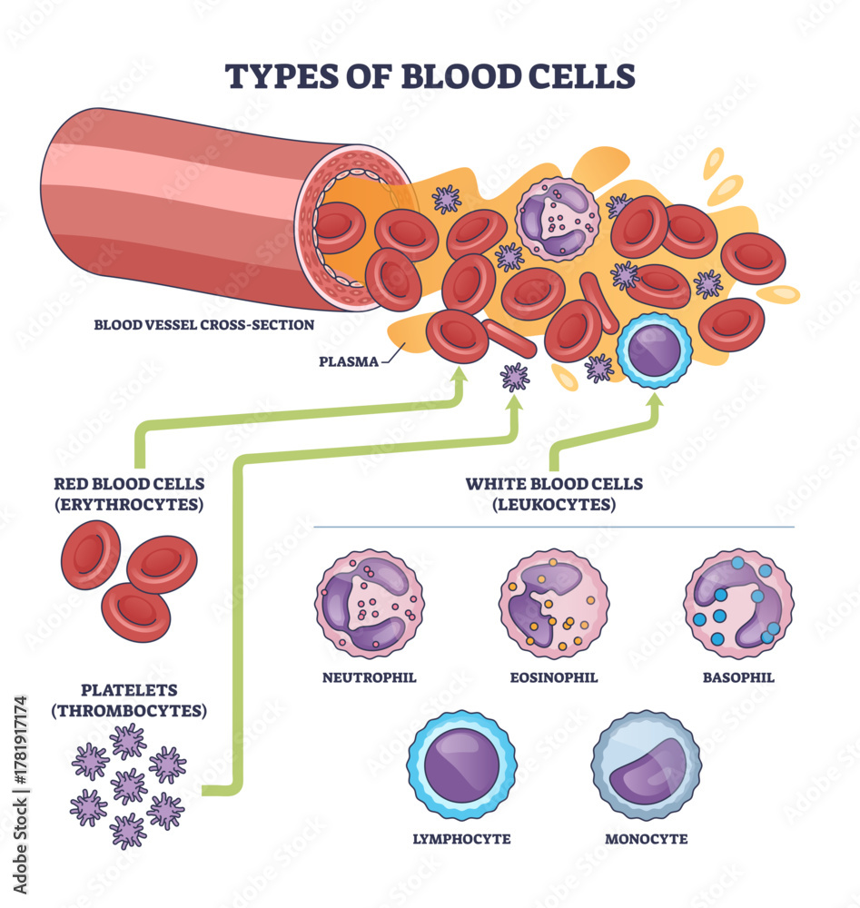 Blood cell types brief diagram shows classification and roles, key, red ...