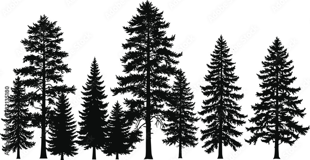 Conifer tree silhouettes, black pine forest row, evergreen nature scene ...