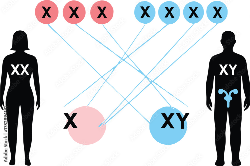 Image vectorielle Stock Sex chromosome inheritance cartoon illustration ...