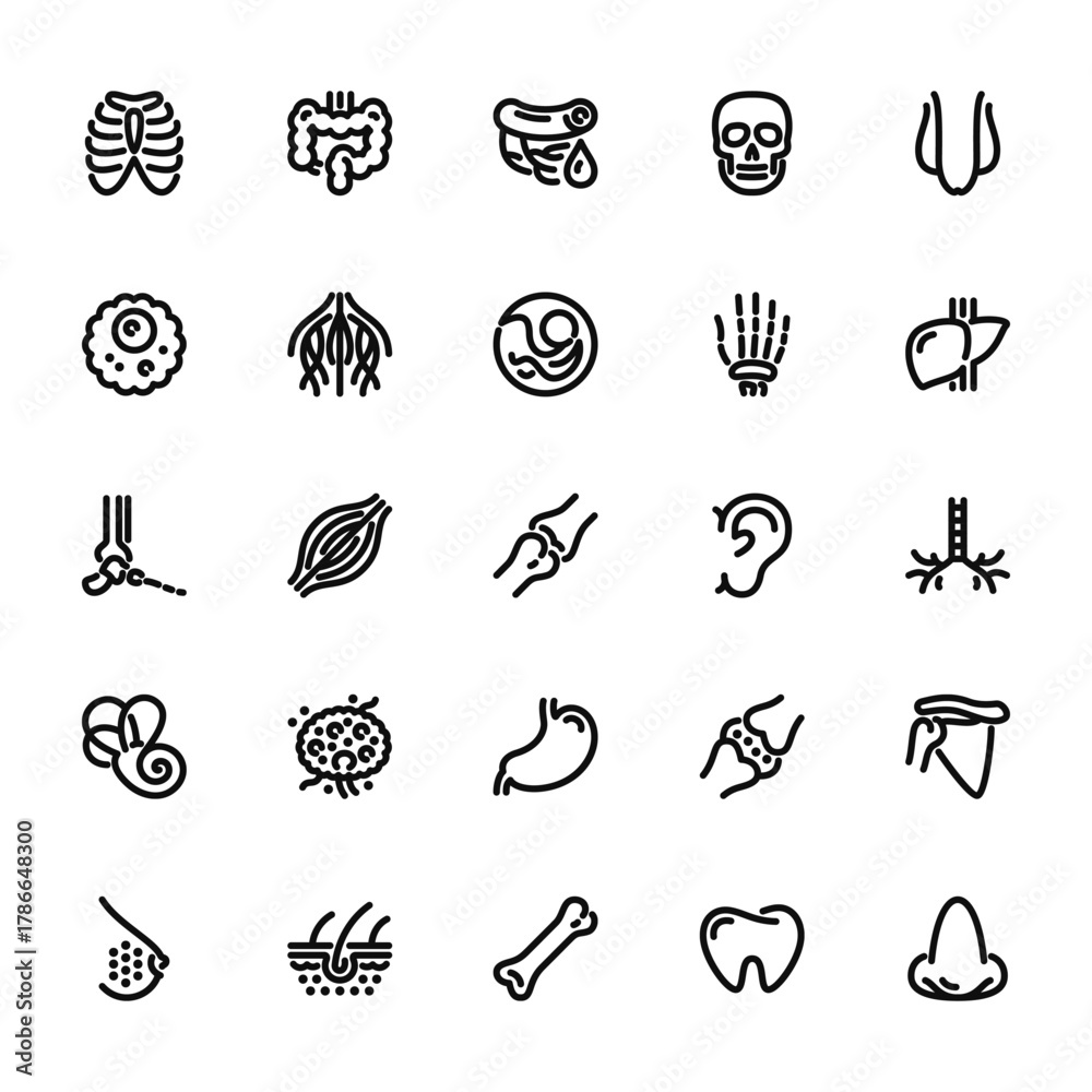Image vectorielle Stock 25 set of outline web anatomy icons such as ...