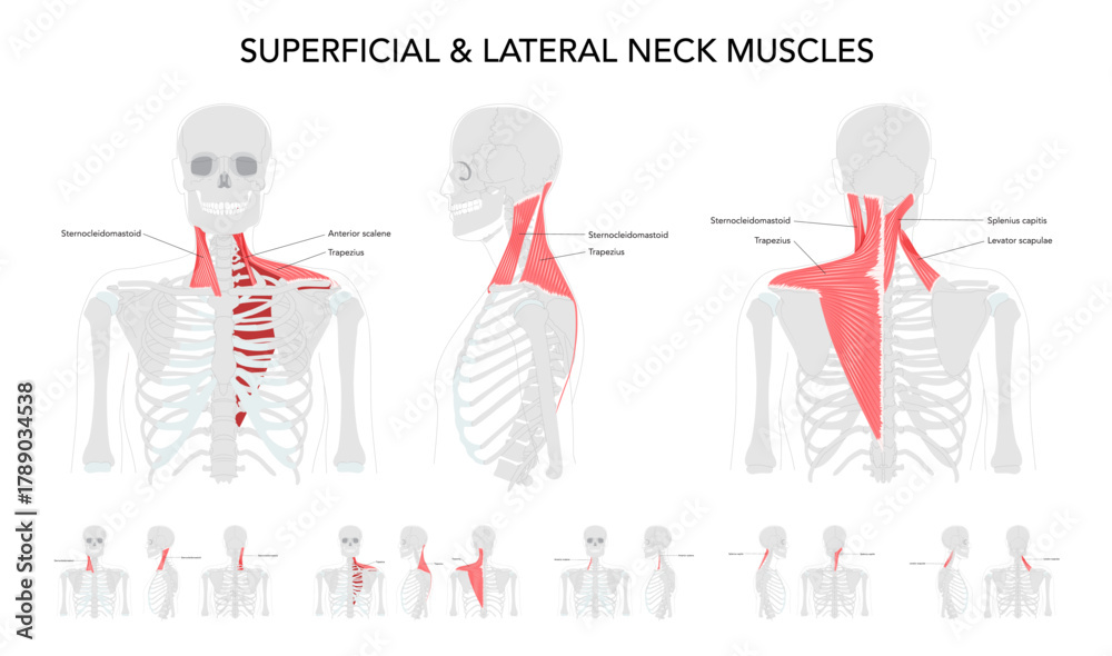 Neck muscle chart, infrahyoid sternohyoid, sternothyroid, thyrohyoid ...
