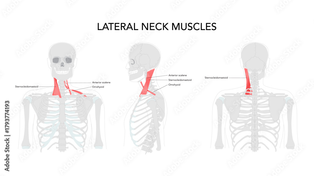 Vektor Lateral Neck Muscles - Group of muscles located on the sides of ...