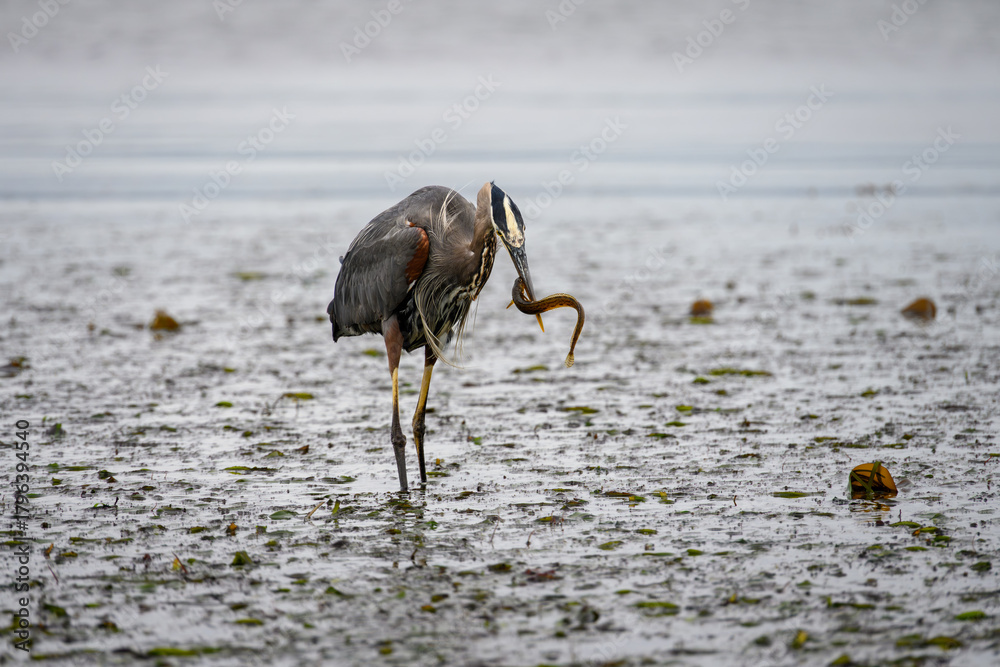Great Blue Heron caught a Gunnel, eel-like fish, and attempting to eat ...