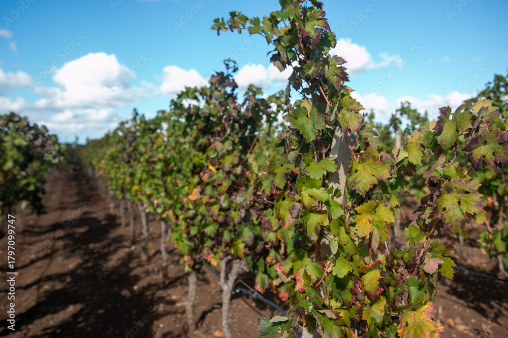 manduria is a city in Puglia famous for Primitivo di Manduria, one of ...