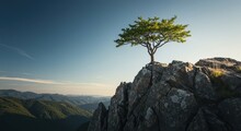 Tree Growing From A Rock Free Stock Photo - Public Domain Pictures