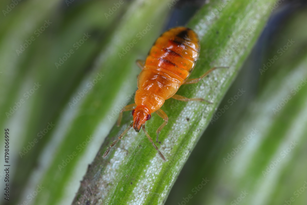 Photo Stock Acompocoris alpinus is a true bug in the family ...