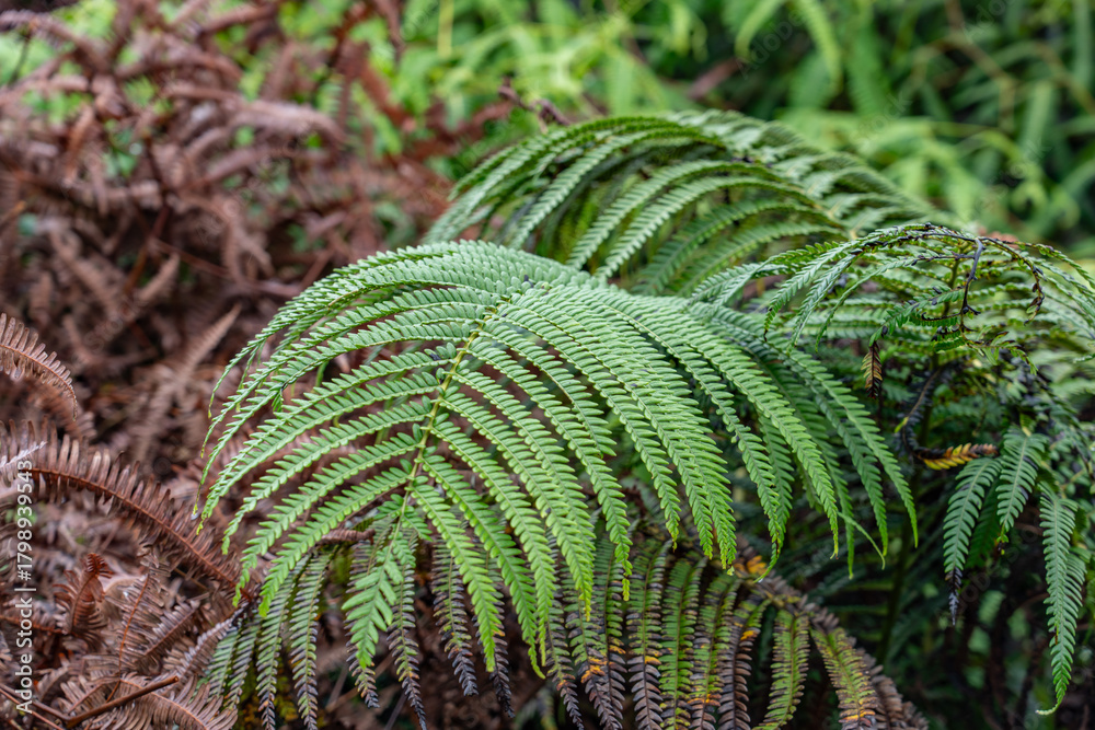 Foto Sadleria is a genus of six species of ferns in the family ...