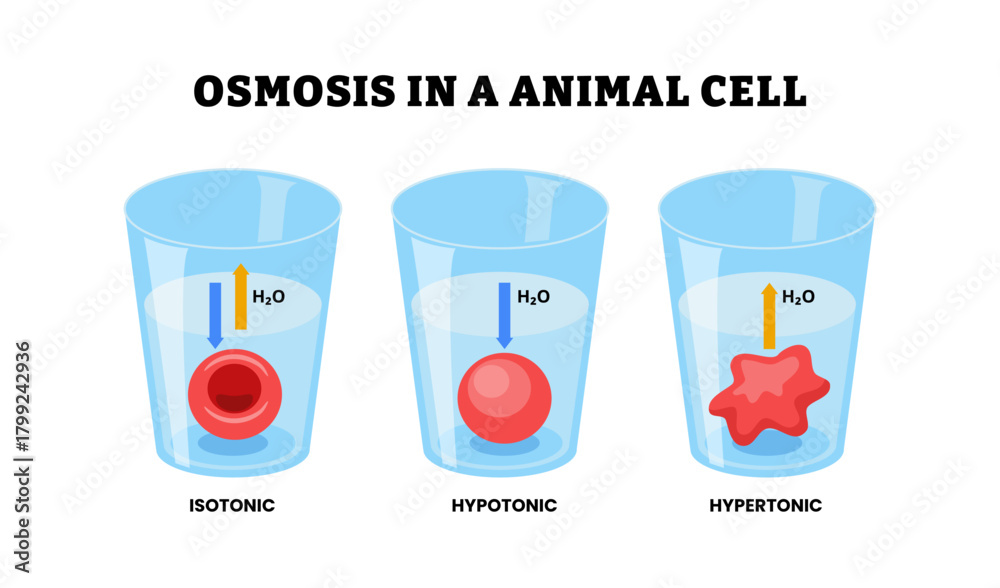 Osmosis in a animal cell diagram poster. Labeled isotonic, hypotonic ...
