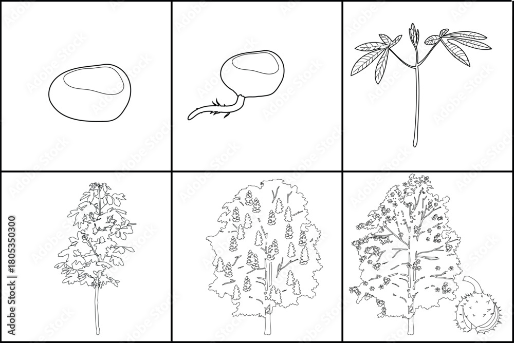 Coloring page with life cycle of horse chestnut tree (Aesculus ...