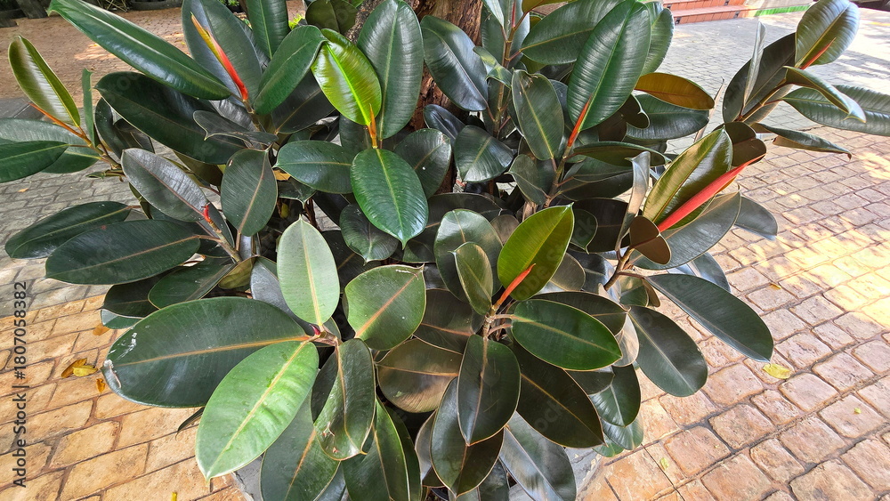 Ficus elastica has single, oval leaves with a tapering base and pointed ...