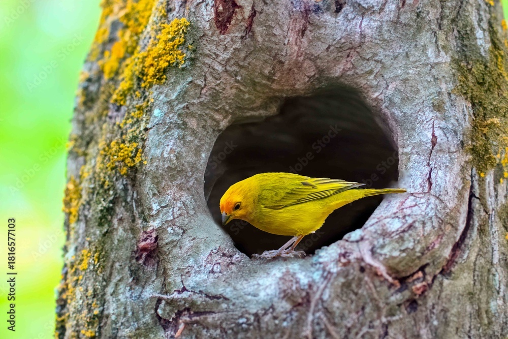 Saffron finch, also known as the true canary, ground canary, garden ...