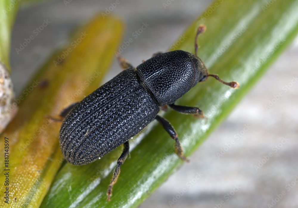 Beetle of genus Hylastes in bark beetles family Curculionidae. An adult ...
