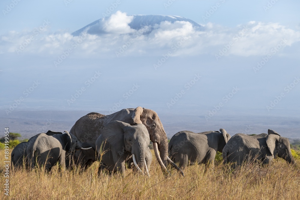 Group of African elephants (Loxodonta africana) in picturesque savanna ...