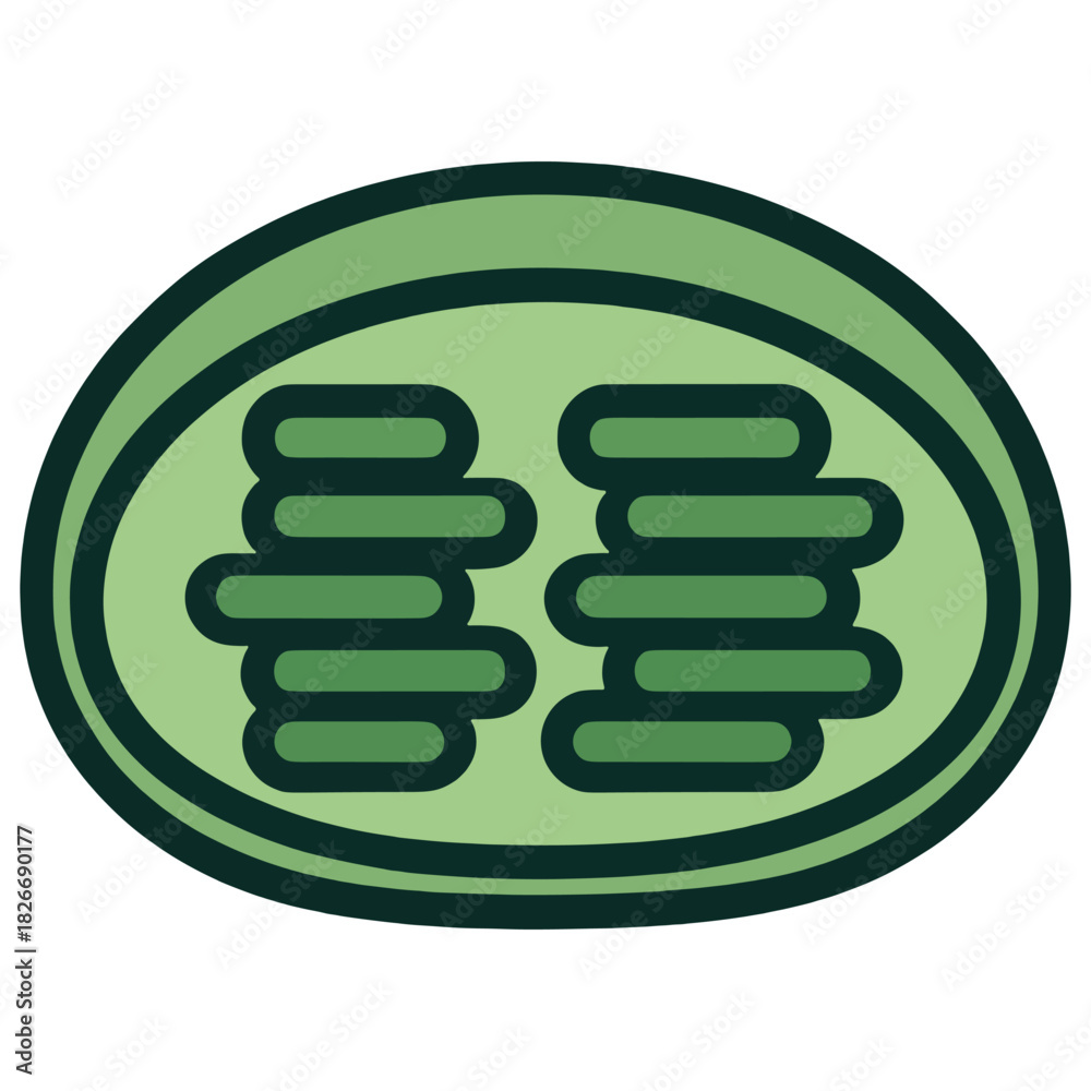 diagram of a chloroplast showing internal thylakoid stacks, ideal for ...