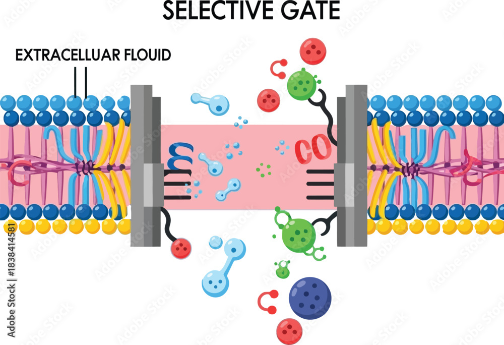 Biological diagram of a selective gate in a cell membrane showing ...