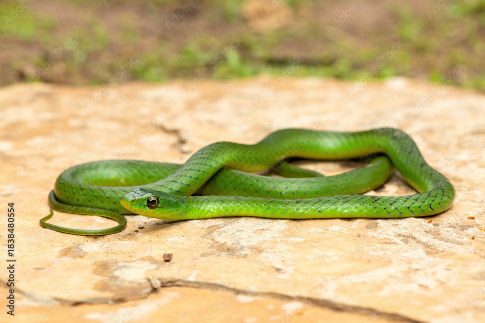 Foto de Stock A cute eastern Natal green snake (Philothamnus natalensis ...