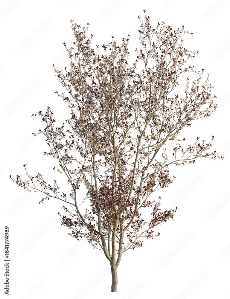 Prunus x cistena tree 4k png, front view, cutout, isolate, transparent ...