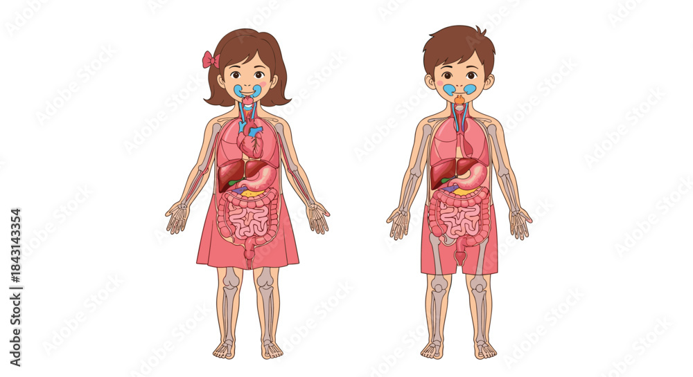 Anatomical chart for children showing the internal organs and skeletal ...