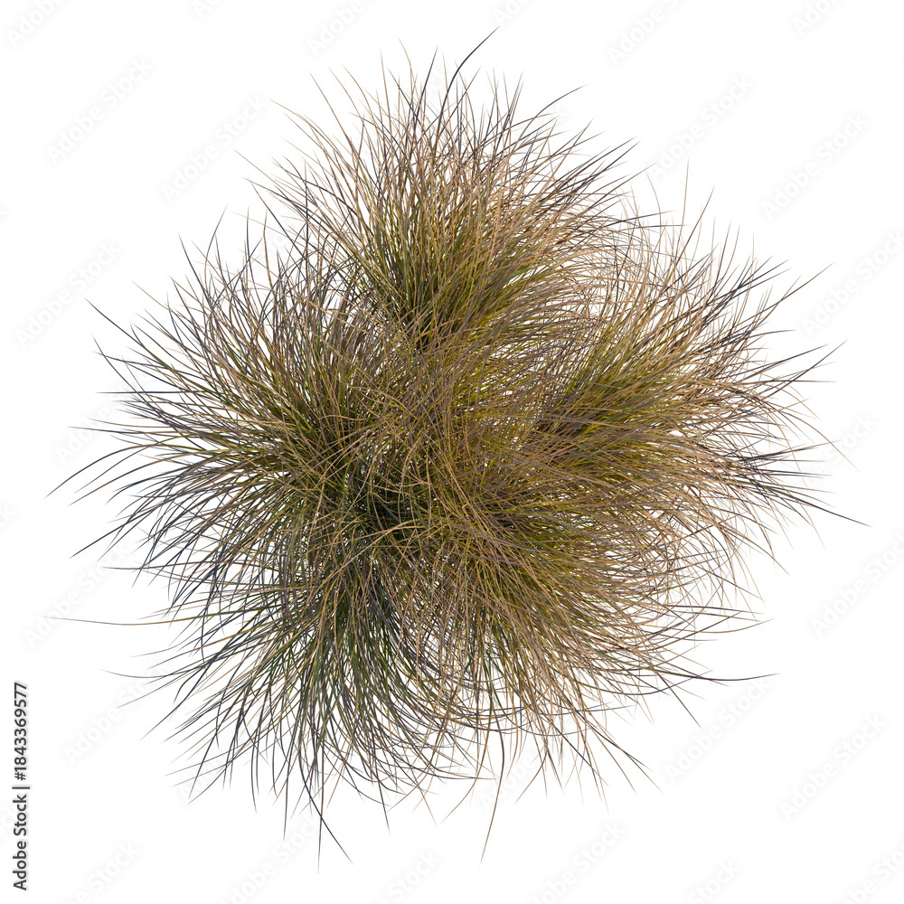 Carex testacea tree plan, top view, cutout, transparent background ...
