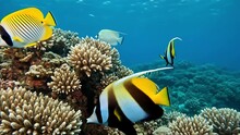 Colorful Tropical Fish Free Stock Photo - Public Domain Pictures