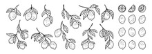 Vintage Lemon Botanical Free Stock Photo - Public Domain Pictures