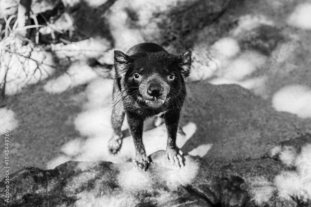 Tasmanian devil near Brisbane, Oueensland, Australia; native australian ...