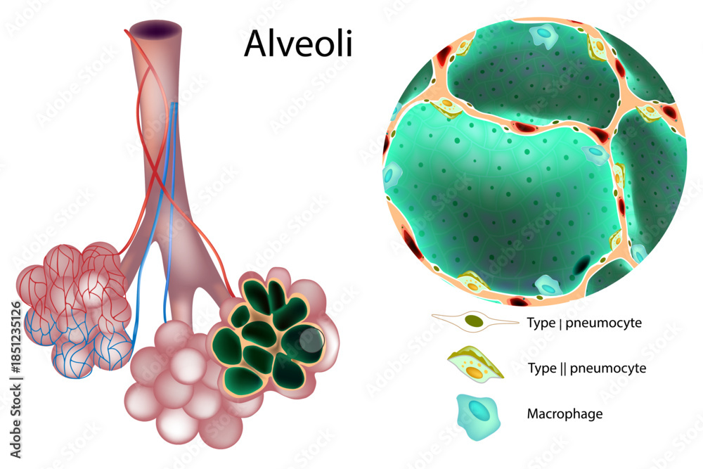 Detailed medical illustration of human pulmonary alveoli showing ...