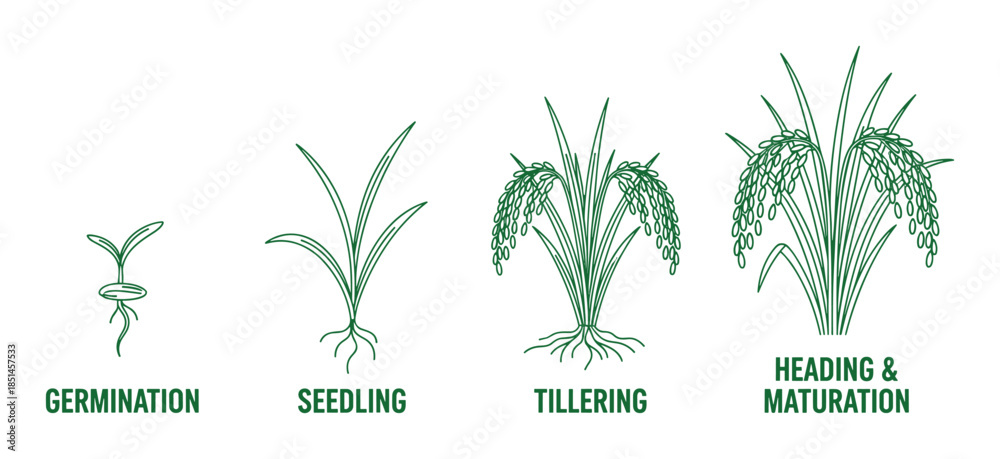 Stock-Vektorgrafik „Rice growth stages vector diagram showing rice ...