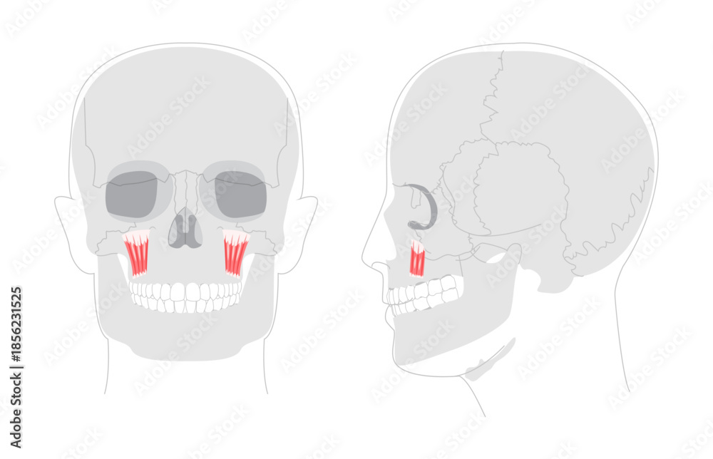 Levator labii superioris - Human facial muscle shown in anatomy chart ...