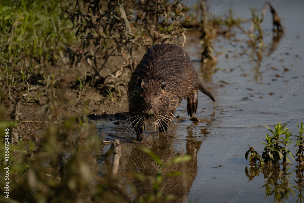 Nutria entering into water. The nutria or coypu (Myocastor coypus is a ...