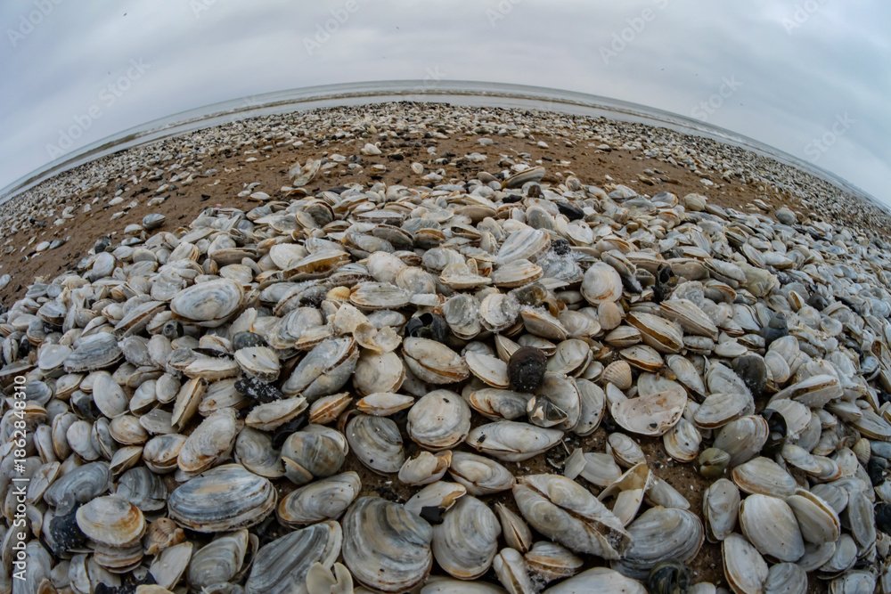 Large pile of soft shell clam shells (Mya arenaria) washed ashore after ...