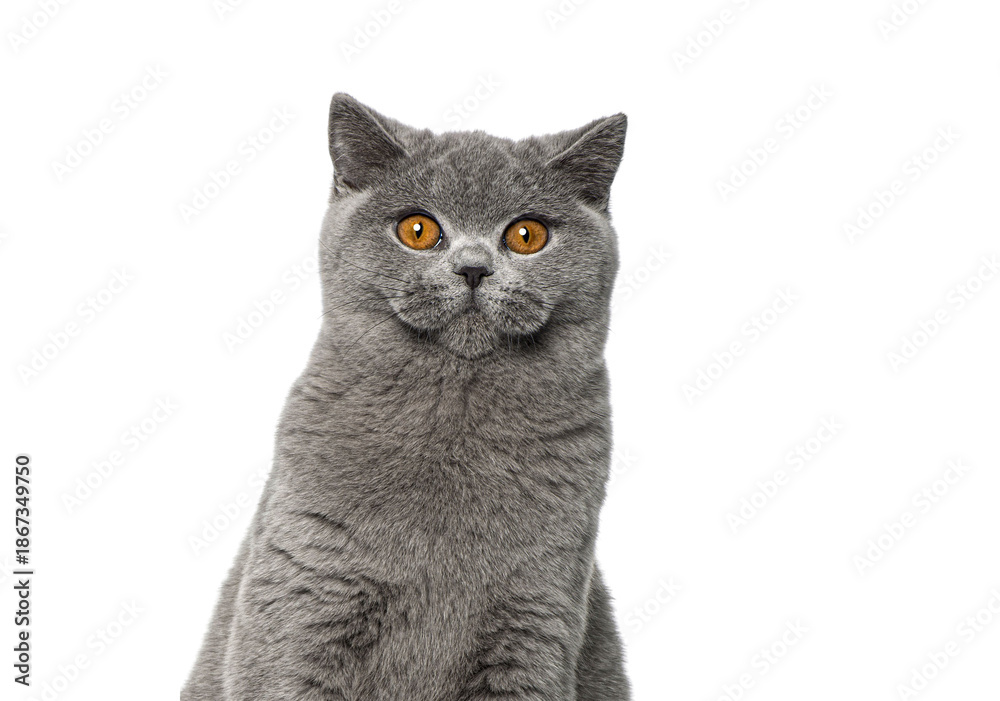Head shot Portrait of British Shorthair cat looking at the camera ...