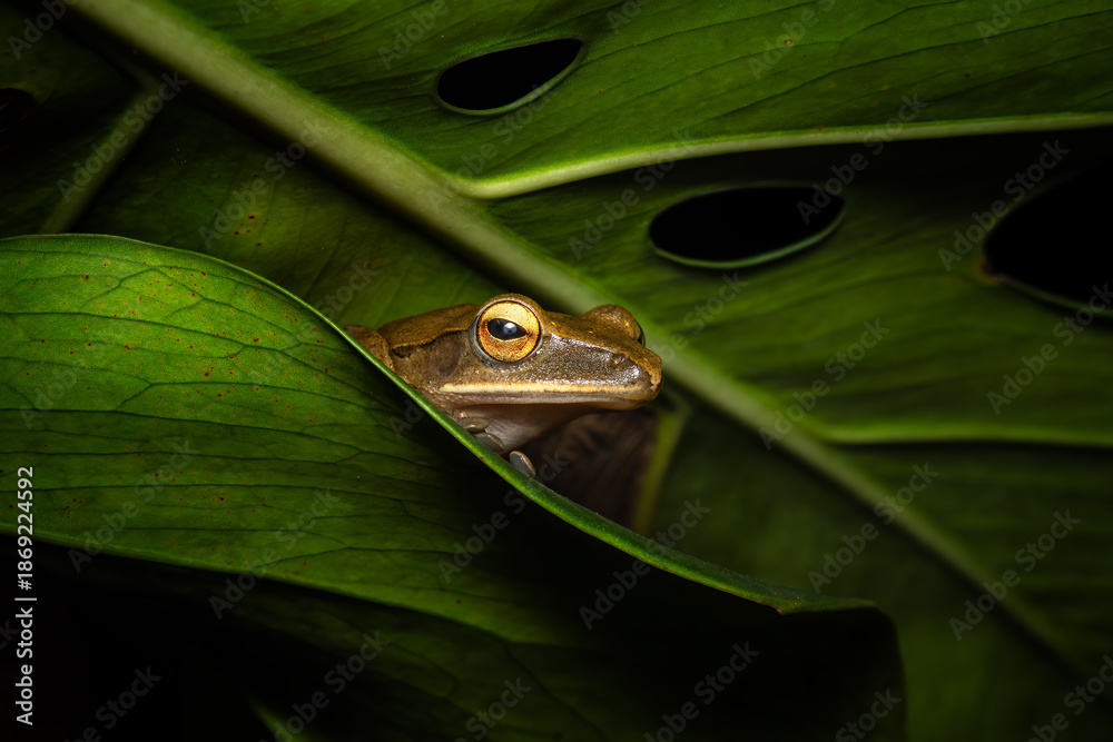 Common tree frog - Polypedates leucomystax, beautiful cute tree frog ...