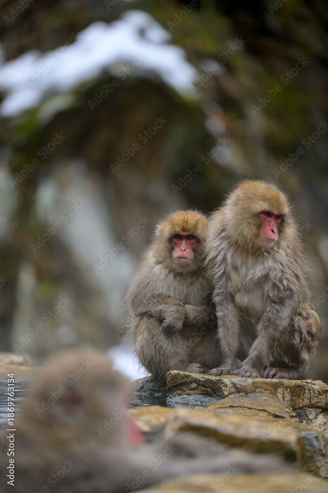 Japanese Snow Monkeys in Jigokudani Winter, Nagano Stock Photo | Adobe ...