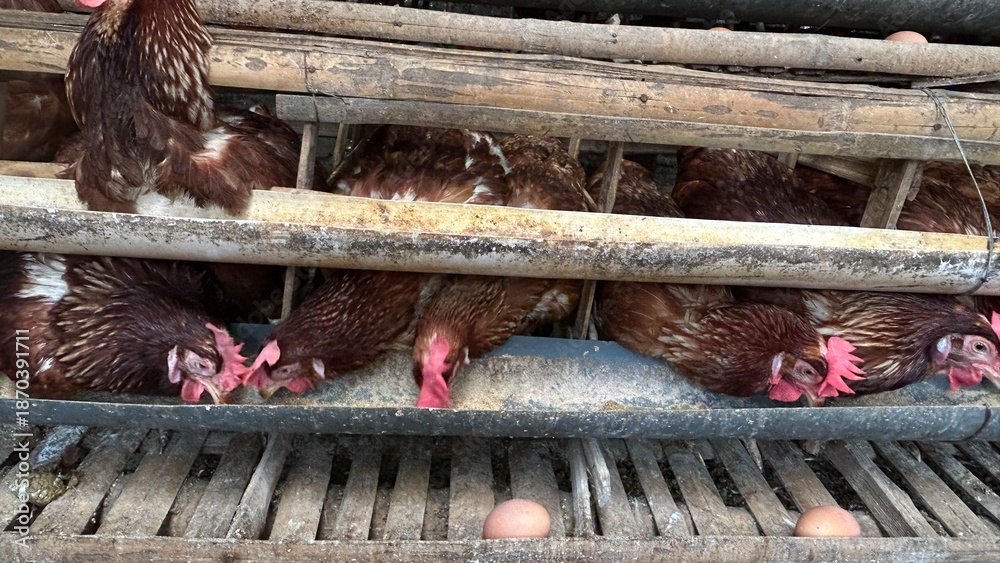 raditional chicken farm with egg-laying hens in a rural environment ...
