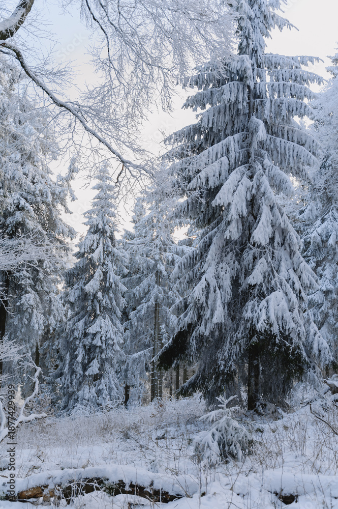 Winterwonderworld at Große Feldberg, Germany – a stunning snowy ...