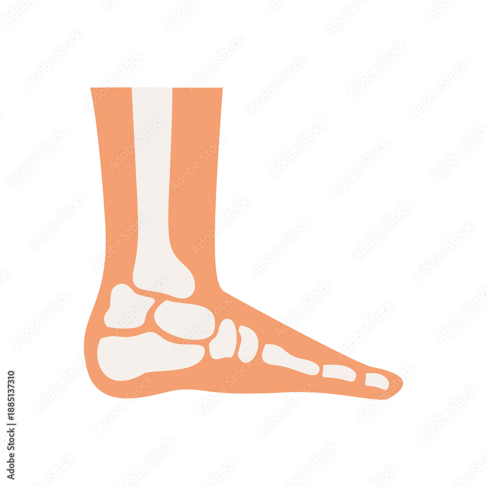 Simplified anatomical diagram illustrates the structure of the lower ...