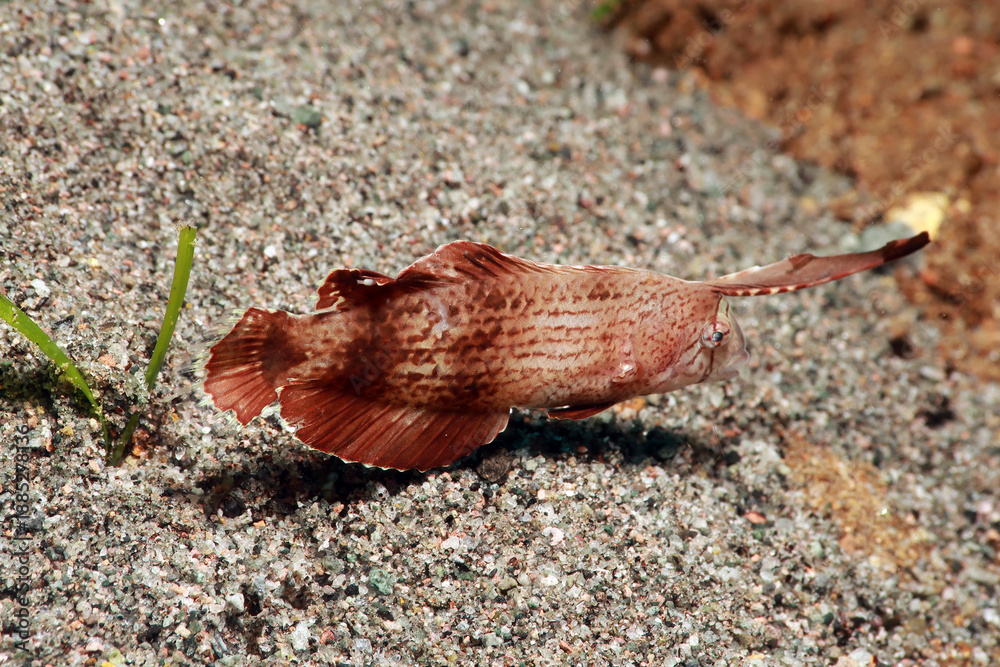 Peacock Razorfish (Iniistius pavo), also known as the peacock wrasse or ...