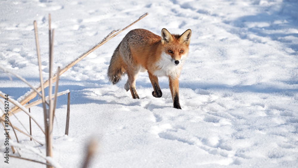 Vulpes, Red Fox in the Snow. animal in winter, in its natural habitat ...
