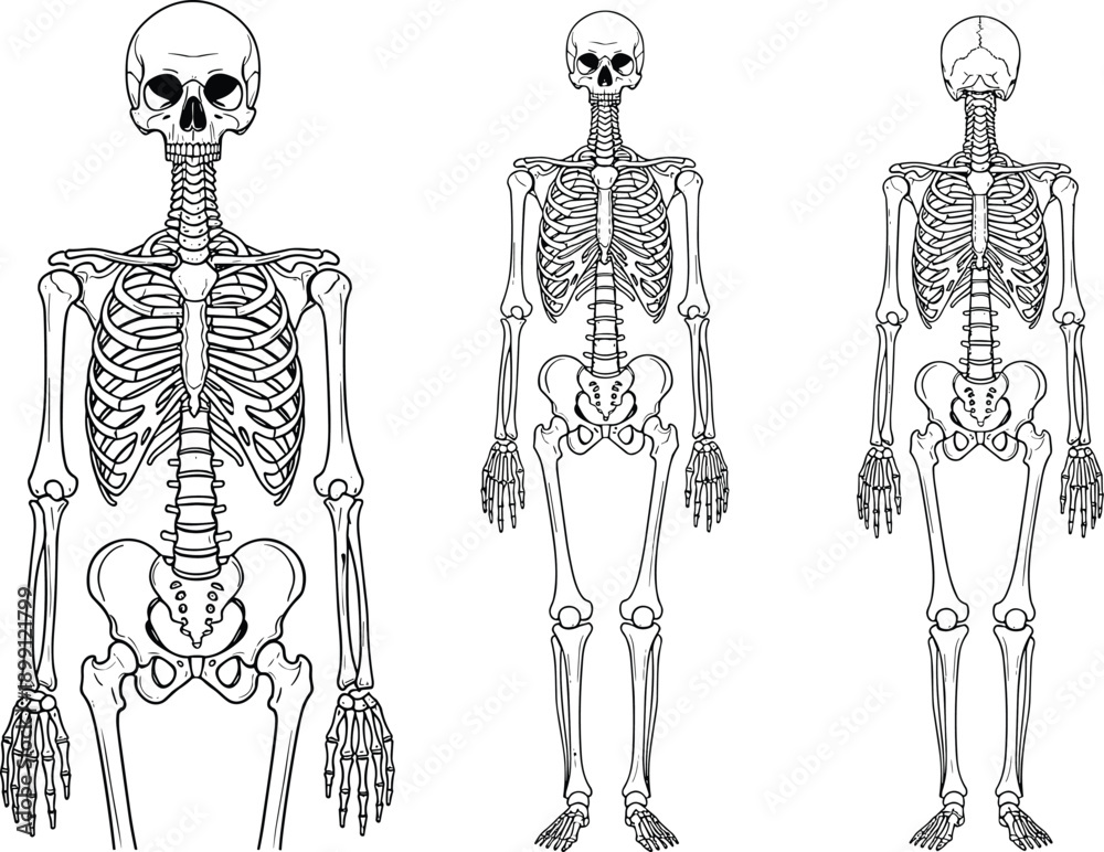 Human skeleton anatomy comparison, full body bone structure ...
