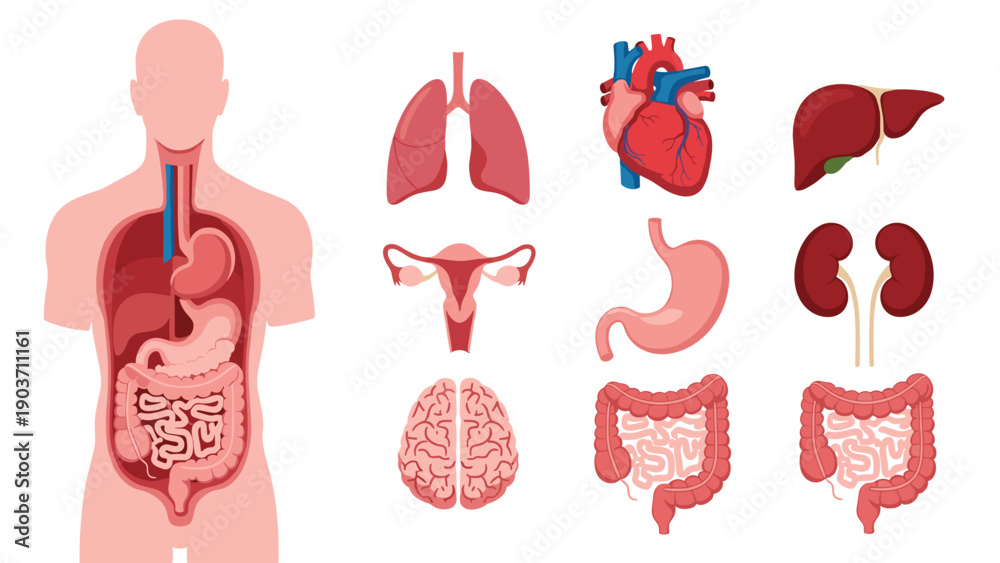 Comprehensive diagram of the human torso displays internal organs ...