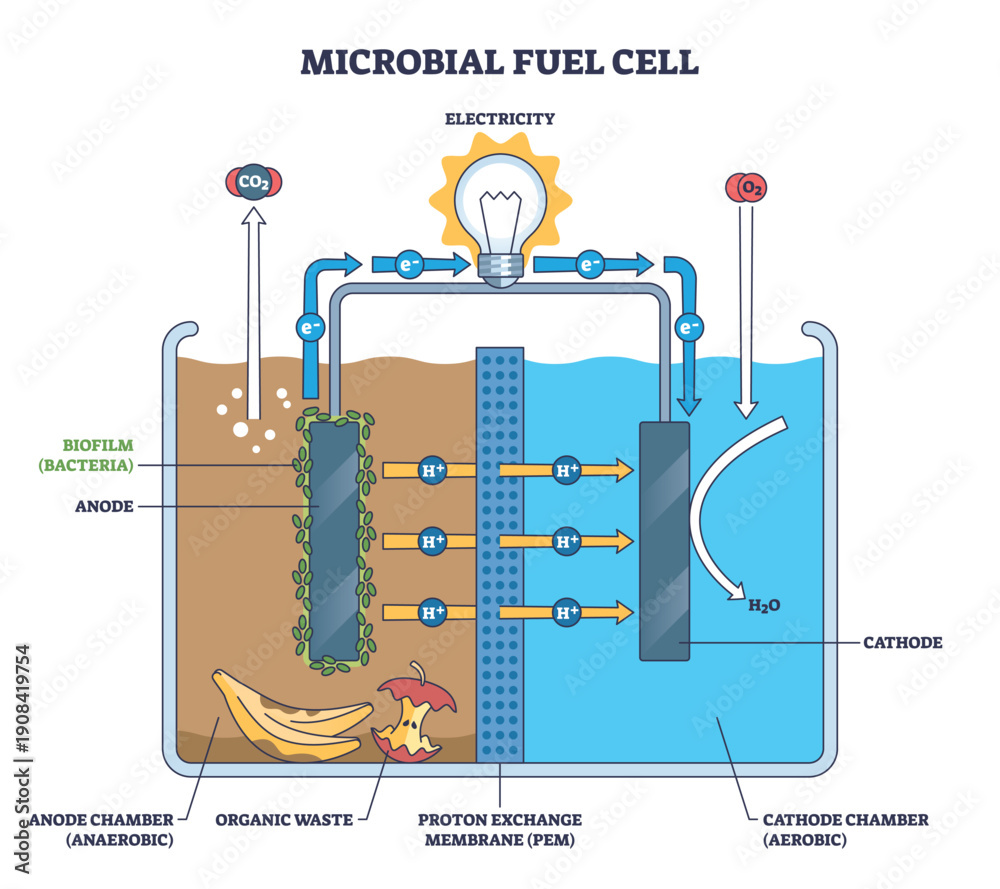 Vector de Stock Microbial fuel cell diagram showing bacteria converting ...