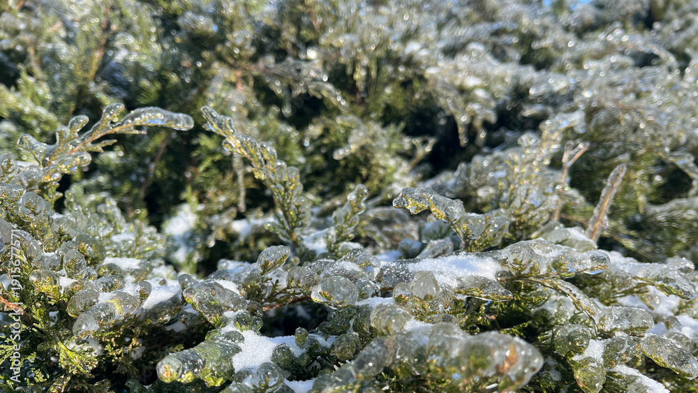 Spruce trees covered with ice in winter forming a frozen forest ...
